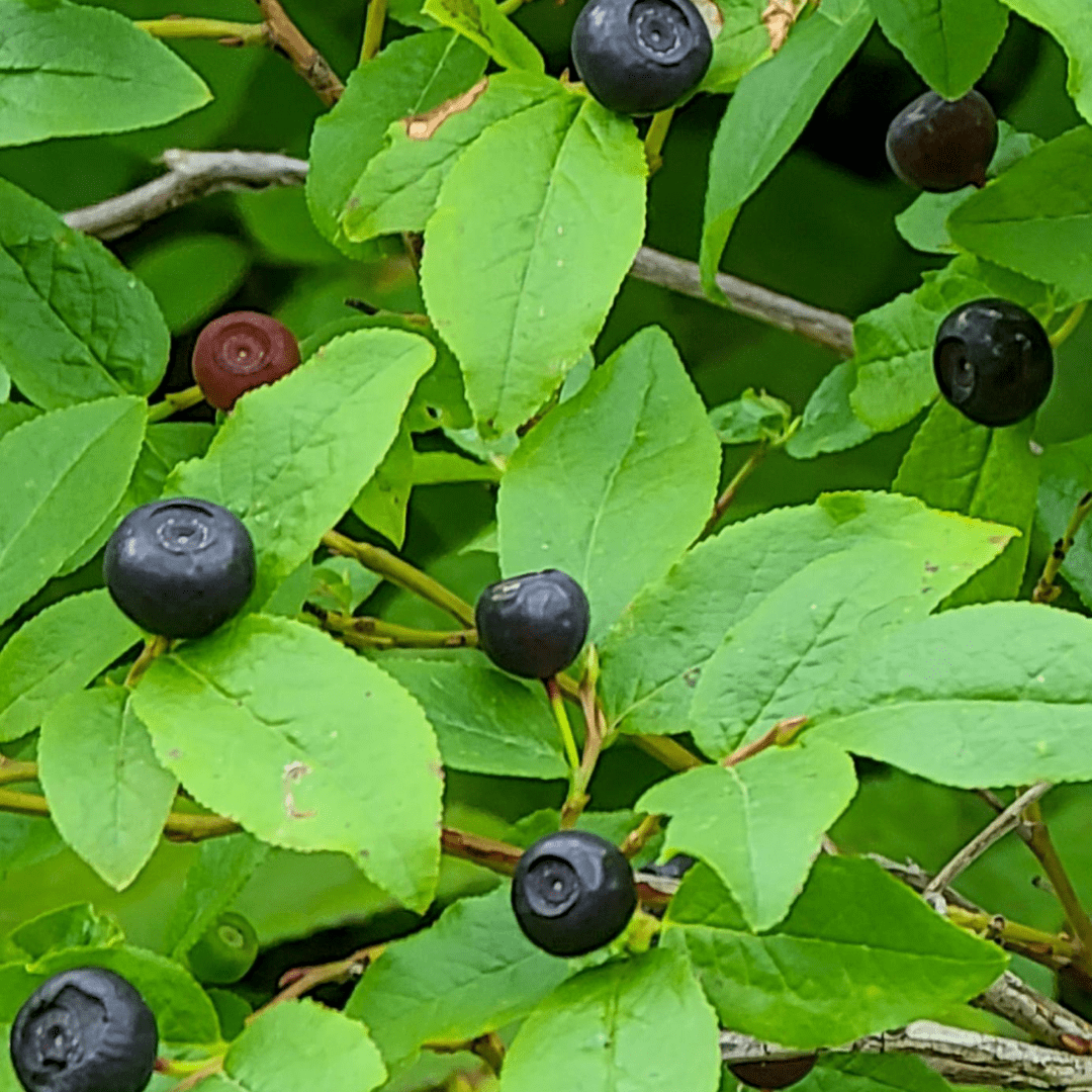 The Edible Gem of Idaho | Kootenai County Farmers' Markets