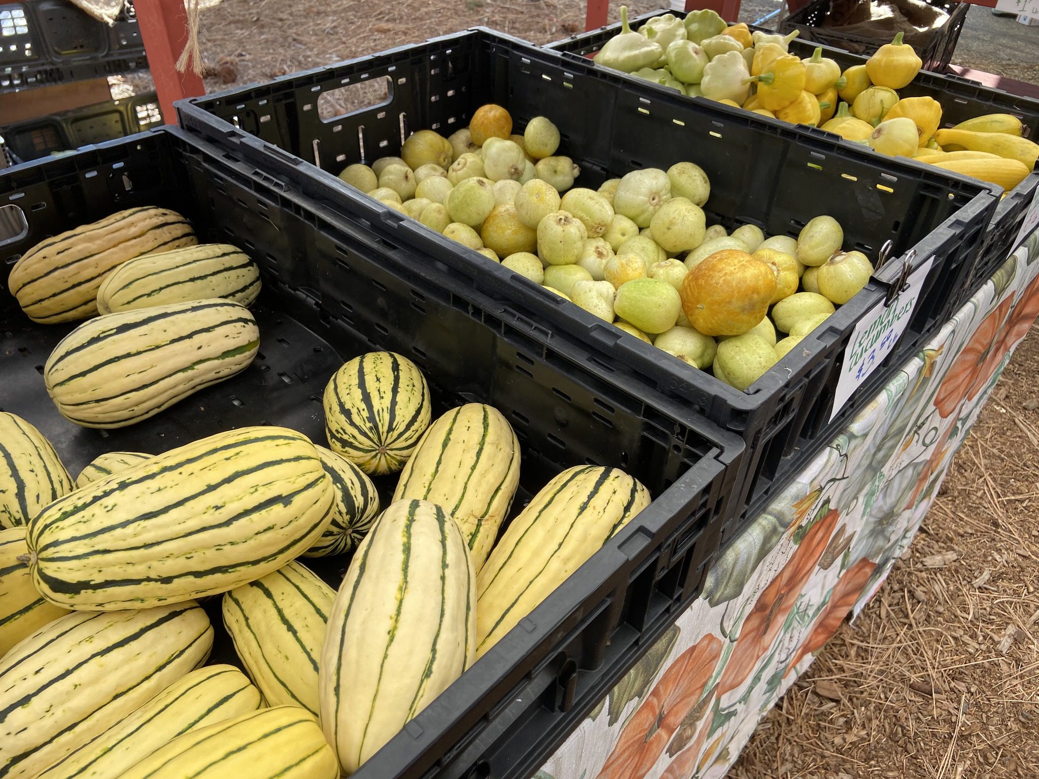 Harvest Produce and a Birthday Celebration | Kootenai County Farmers ...