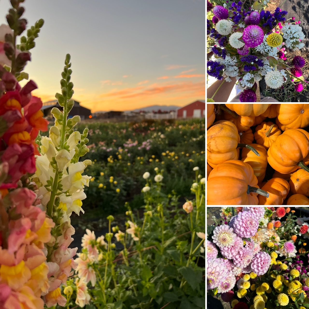 Last Hayden Market of Season + Harvest Fest 10/28 | Kootenai County ...